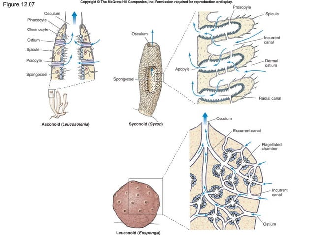 chapter two: phylum Porifera (Sponges).ppt