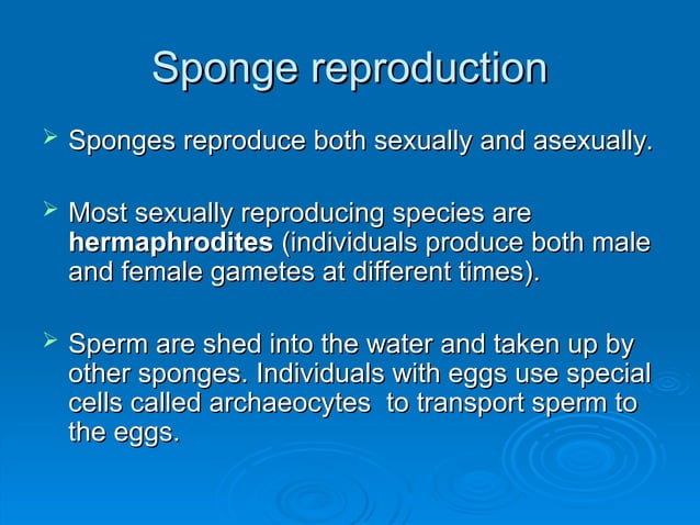 chapter two: phylum Porifera (Sponges).ppt