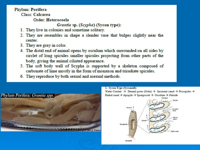 chapter two: phylum Porifera (Sponges).ppt