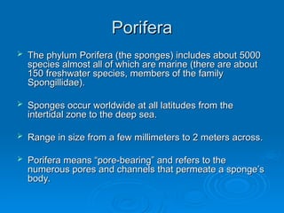chapter two: phylum Porifera (Sponges).ppt