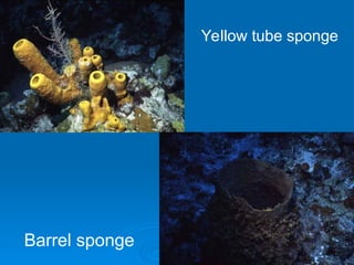 chapter two: phylum Porifera (Sponges).ppt