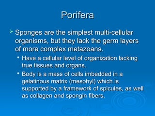 chapter two: phylum Porifera (Sponges).ppt