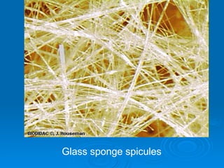 chapter two: phylum Porifera (Sponges).ppt