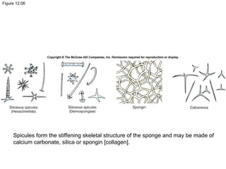 chapter two: phylum Porifera (Sponges).ppt
