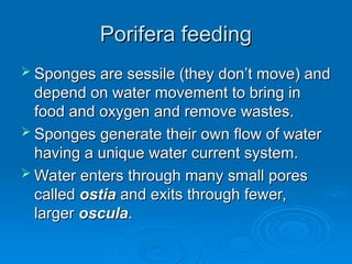 chapter two: phylum Porifera (Sponges).ppt