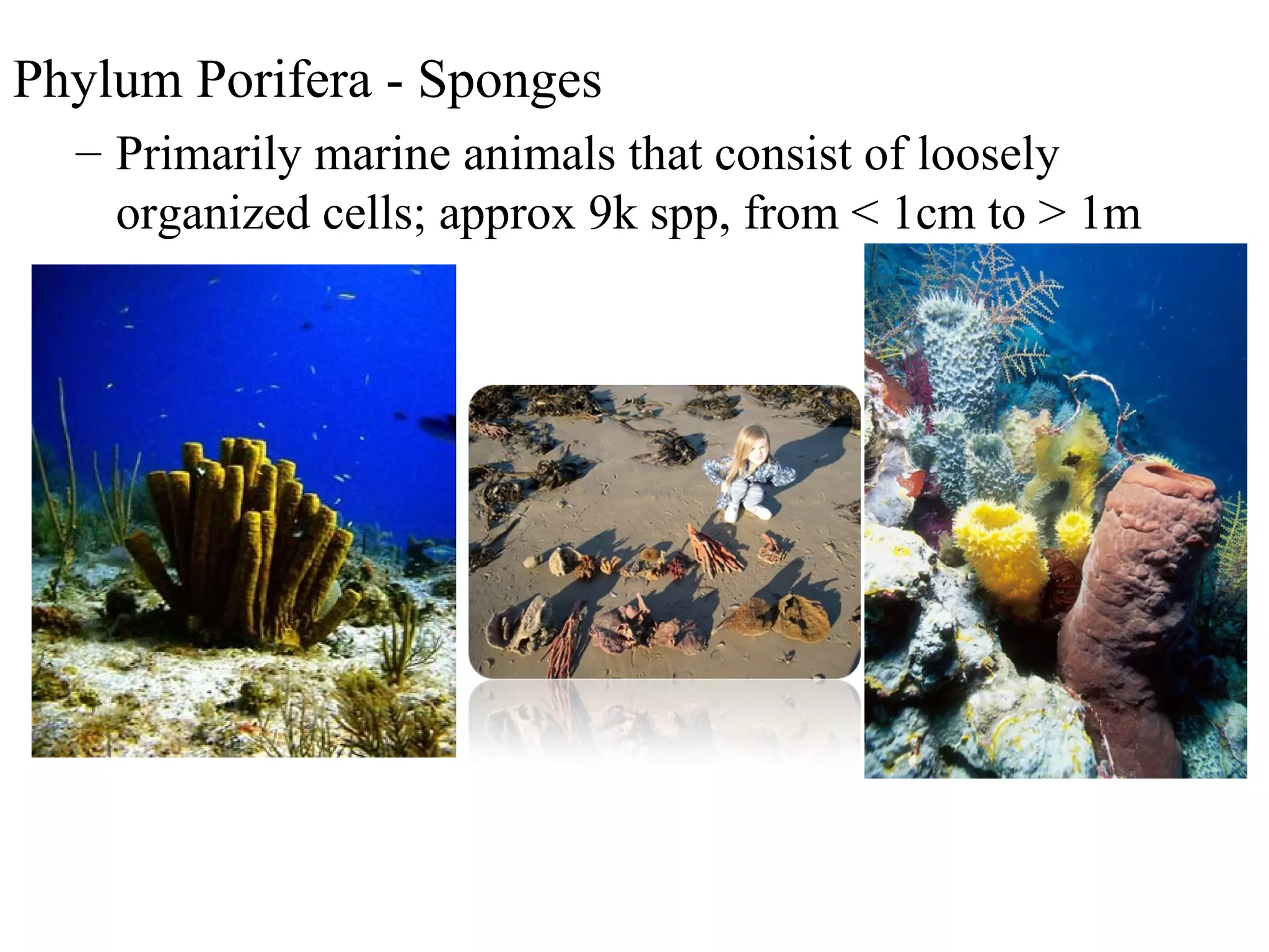 Porifera | PPT