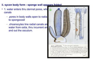 Porifera | PPT