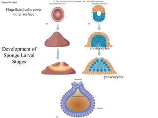 Porifera | PPT