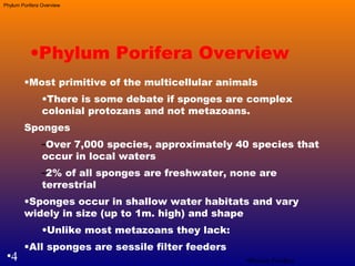 Porifera | PPT
