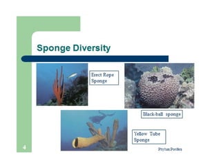 Porifera | PPT