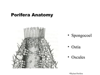 Porifera | PPT