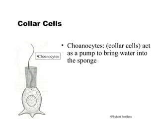 Porifera | PPT
