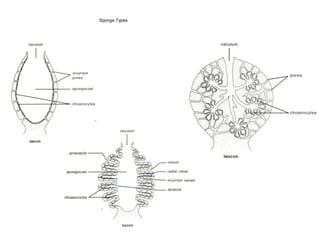 Class Calcarea Diagram