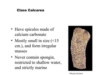 Class Calcarea Diagram