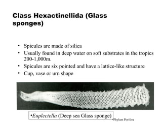 Class Hexactinellida Spicules