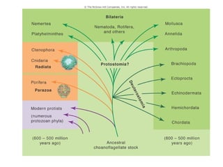 Class Calcarea Diagram