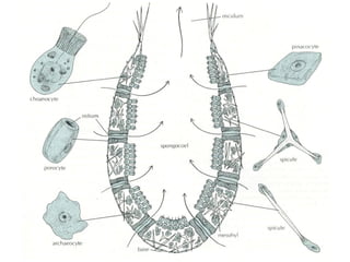 Class Calcarea Diagram