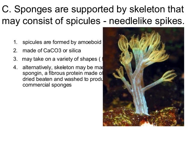 How does water move through a sponge - qosalending