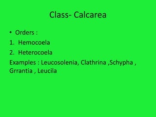 Porifera general characters | PPTX