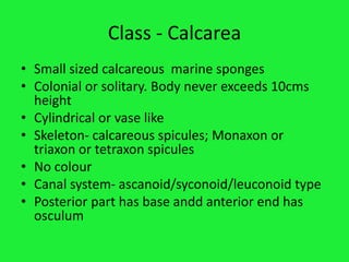 Porifera general characters | PPTX