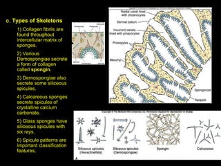 Porifera-good.ppt