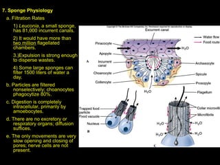 Porifera-good.ppt