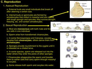Porifera-good.ppt