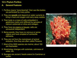Porifera-good.ppt
