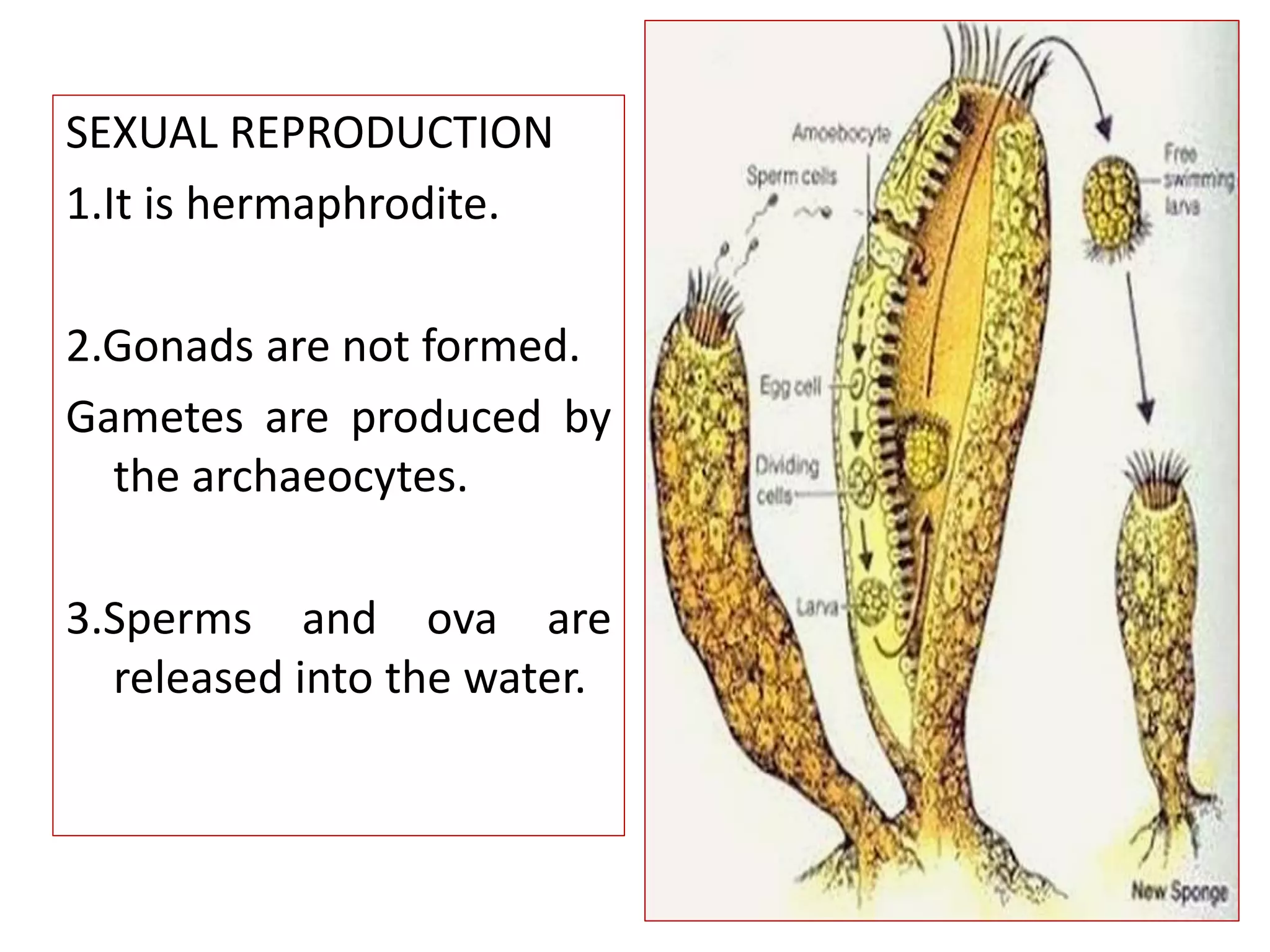 PORIFERA-LEUCOSOLENIA.pptx