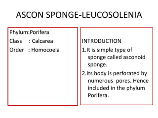 PORIFERA-LEUCOSOLENIA.pptx