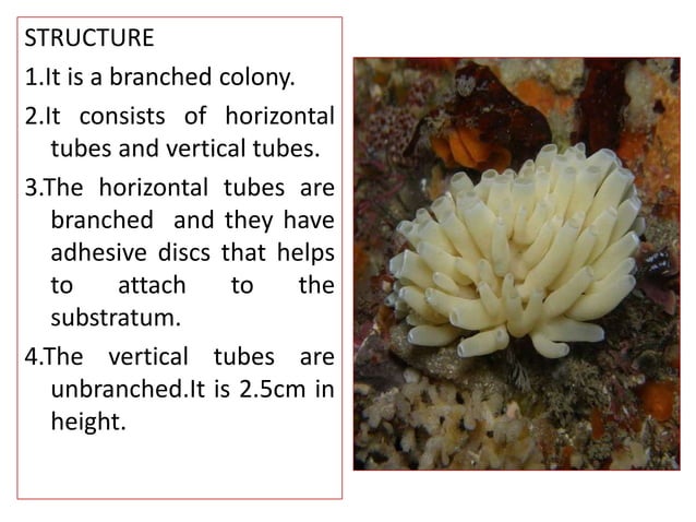 PORIFERA-LEUCOSOLENIA.pptx