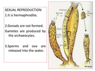 PORIFERA-LEUCOSOLENIA.pptx