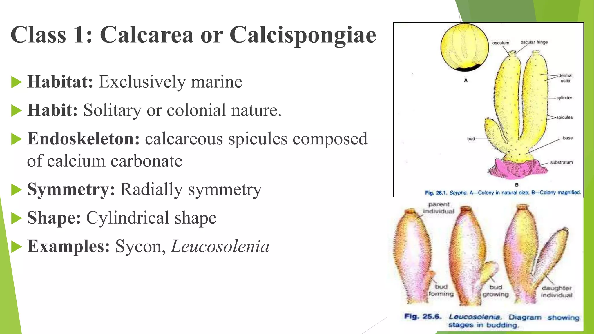 Porifera by Amit Rulhania | PPTX