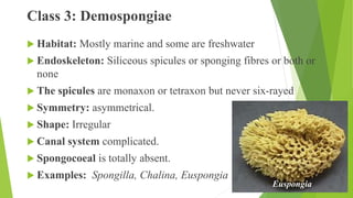 Porifera by Amit Rulhania | PPT