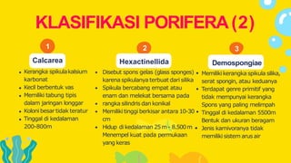 porifera (1).pptx