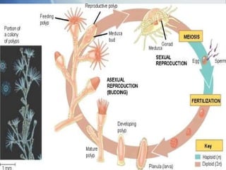Porifera%20and%20cnidaria%202010 | PPT