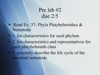 Porifera%20and%20cnidaria%202010 | PPT