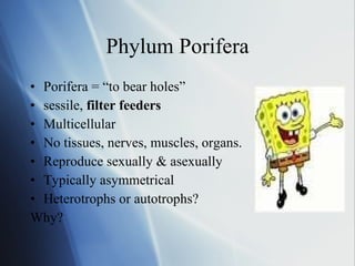 Porifera%20and%20cnidaria%202010 | PPT