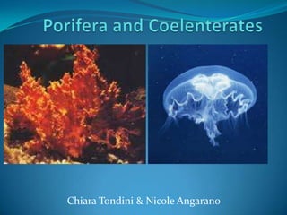 Examples Of Coelenterates