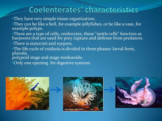 Porifera and coelenterates