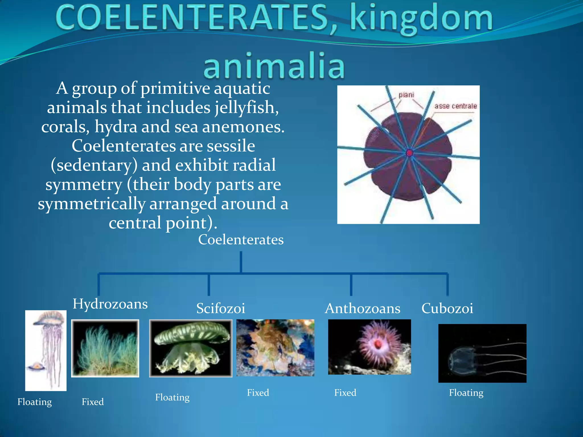 Porifera and coelenterates | PPTX