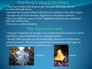 Porifera and coelenterates | PPTX