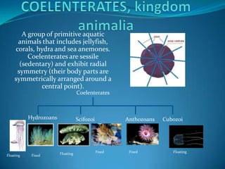 Porifera and coelenterates | PPTX