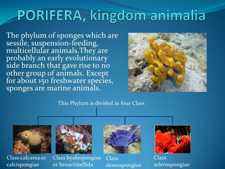 Phylum Porifera Examples With Names Phylum Porifera With Examples: