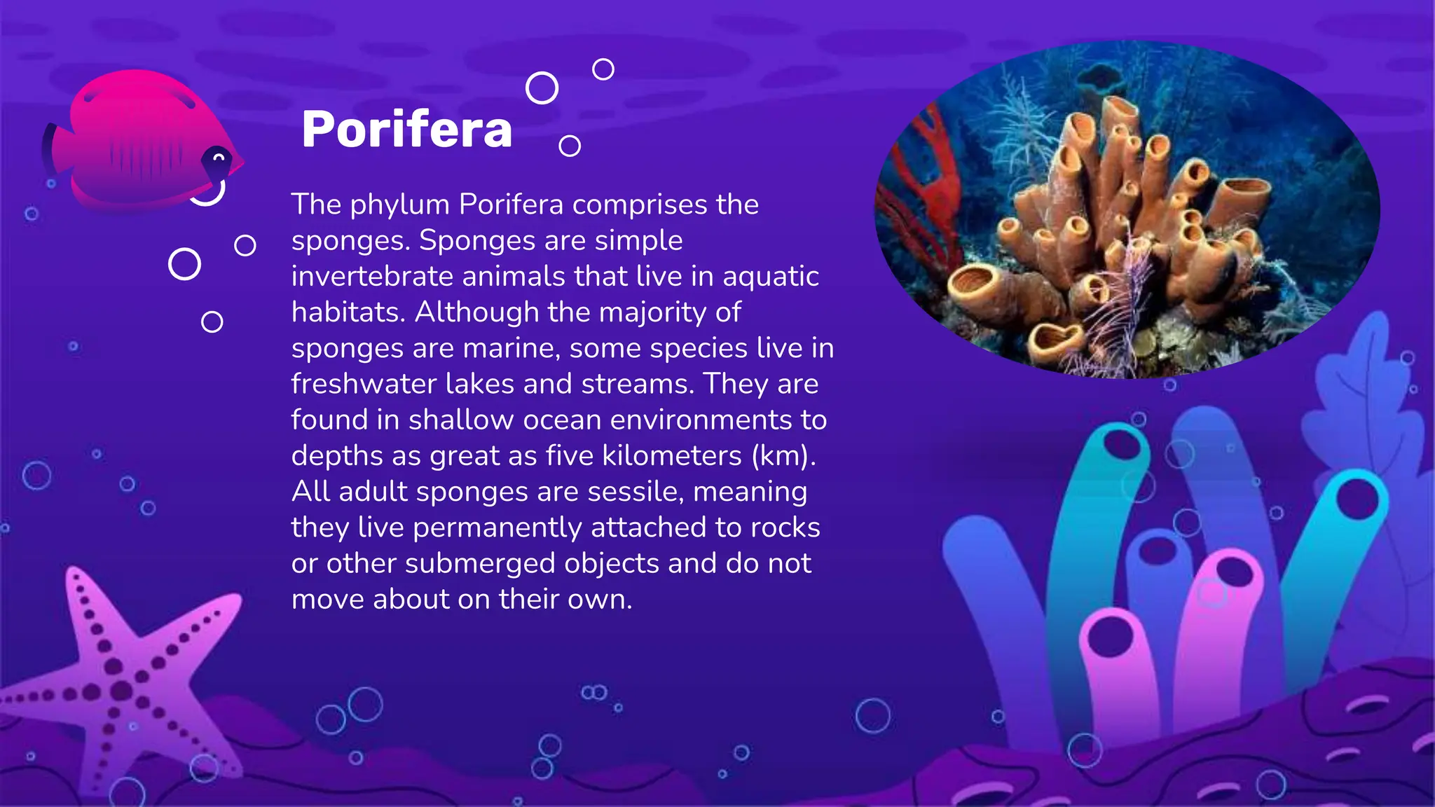 BhavyaSharma_pptonporifera_ramjascollege | PPTX