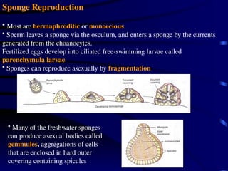 PORIFERA Characters & Classification.pptx