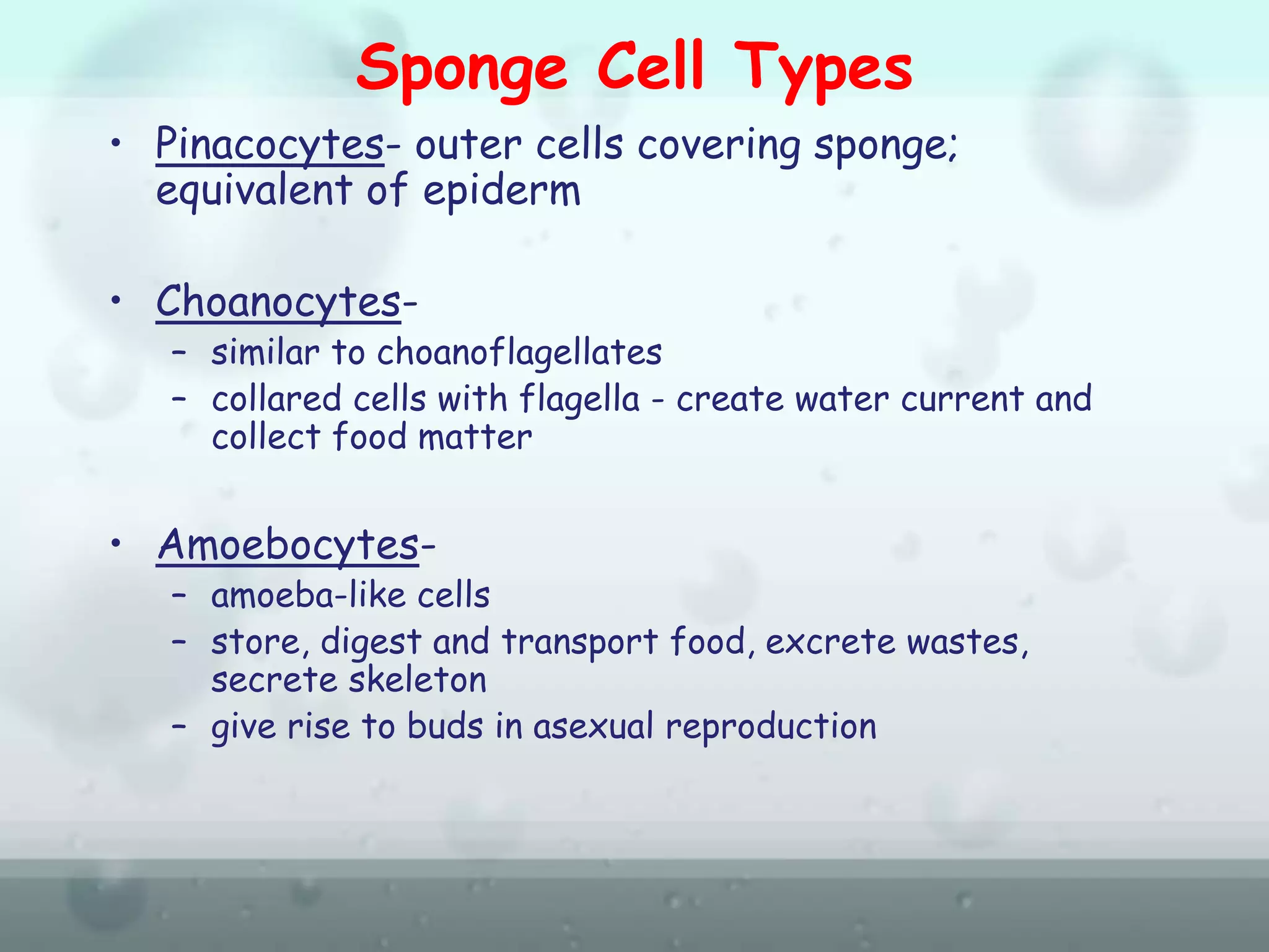 Porifera_classification.ppt