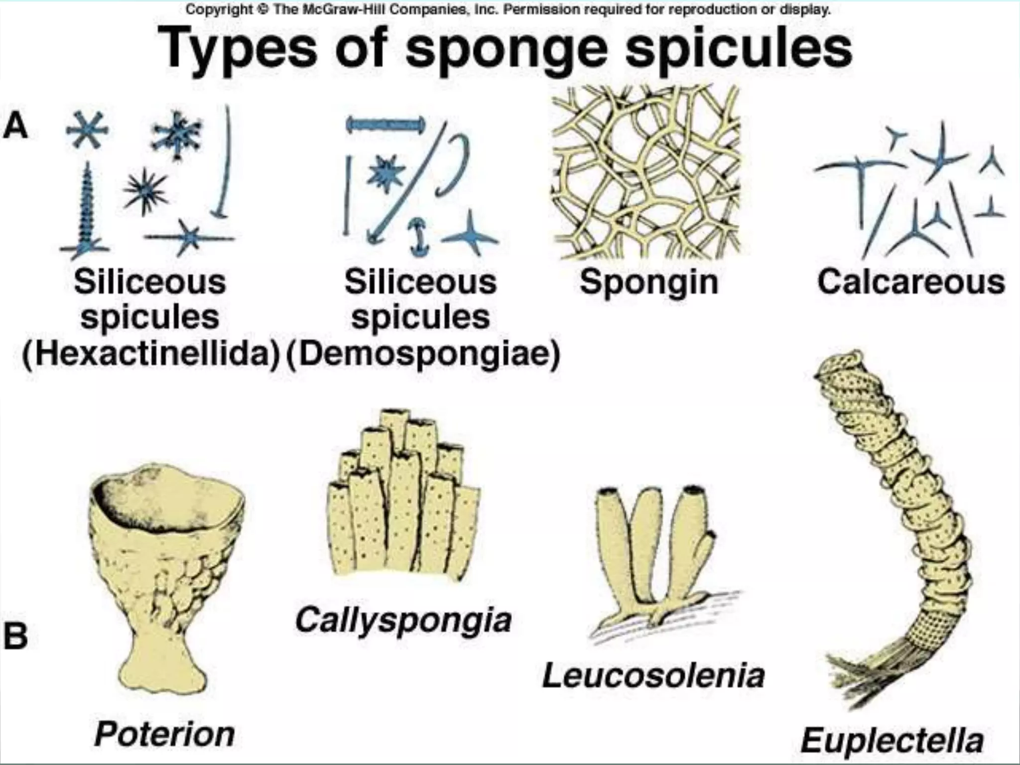 Porifera_classification.ppt