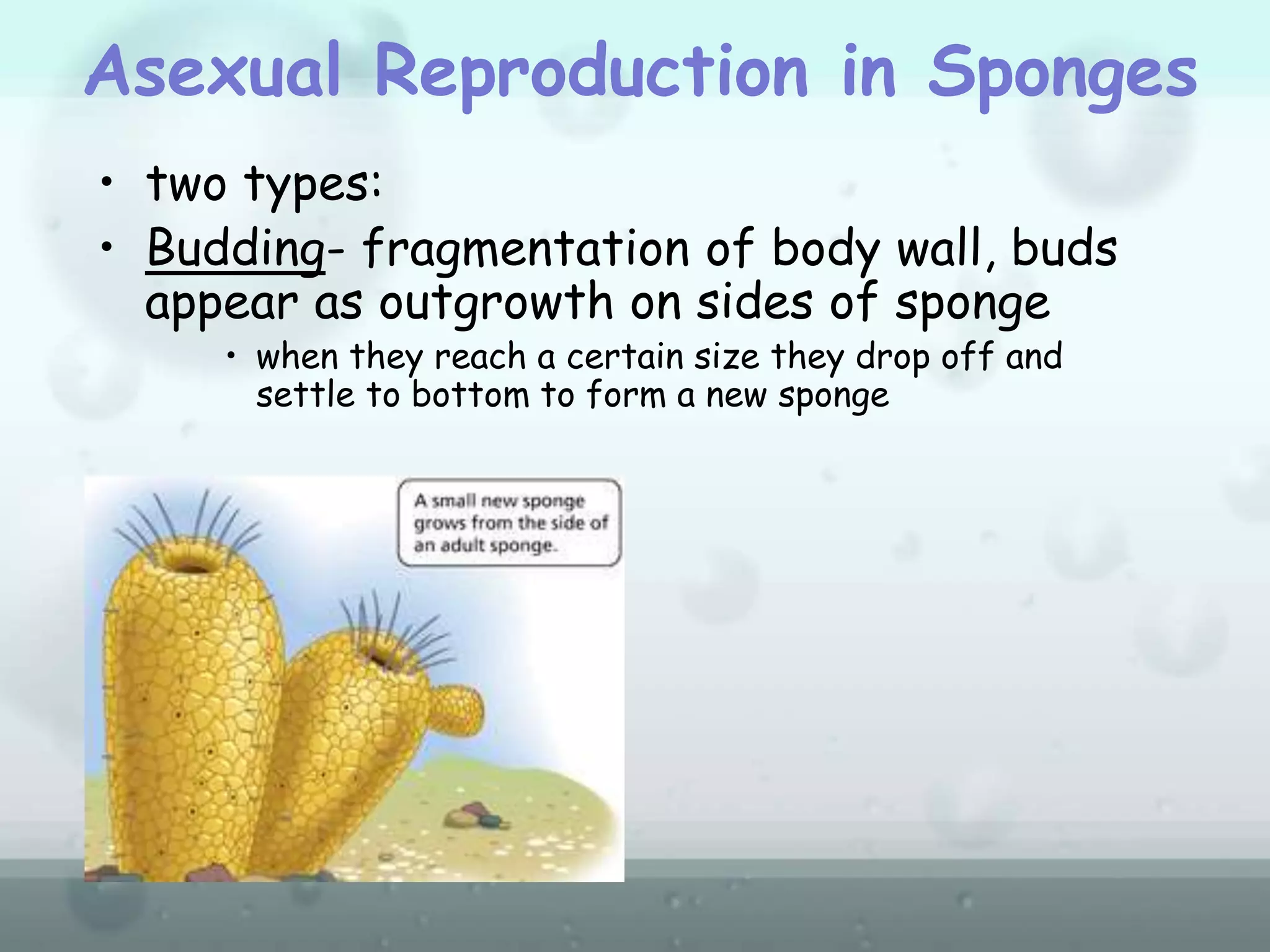 Porifera_classification.ppt