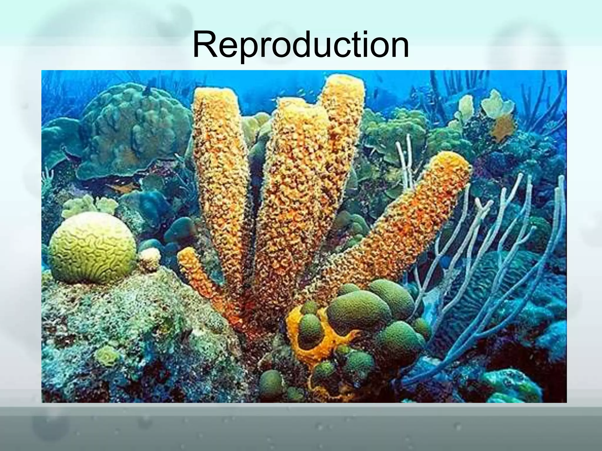 Porifera_classification.ppt